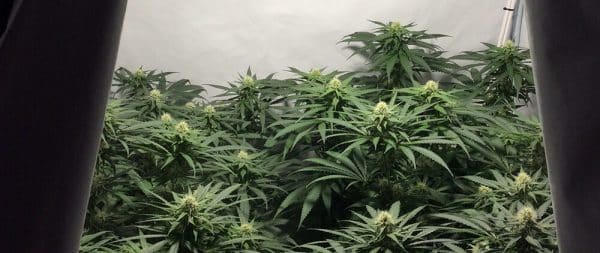 Complete kweekset + benodigdheden voor de kweek - bij Plantarium