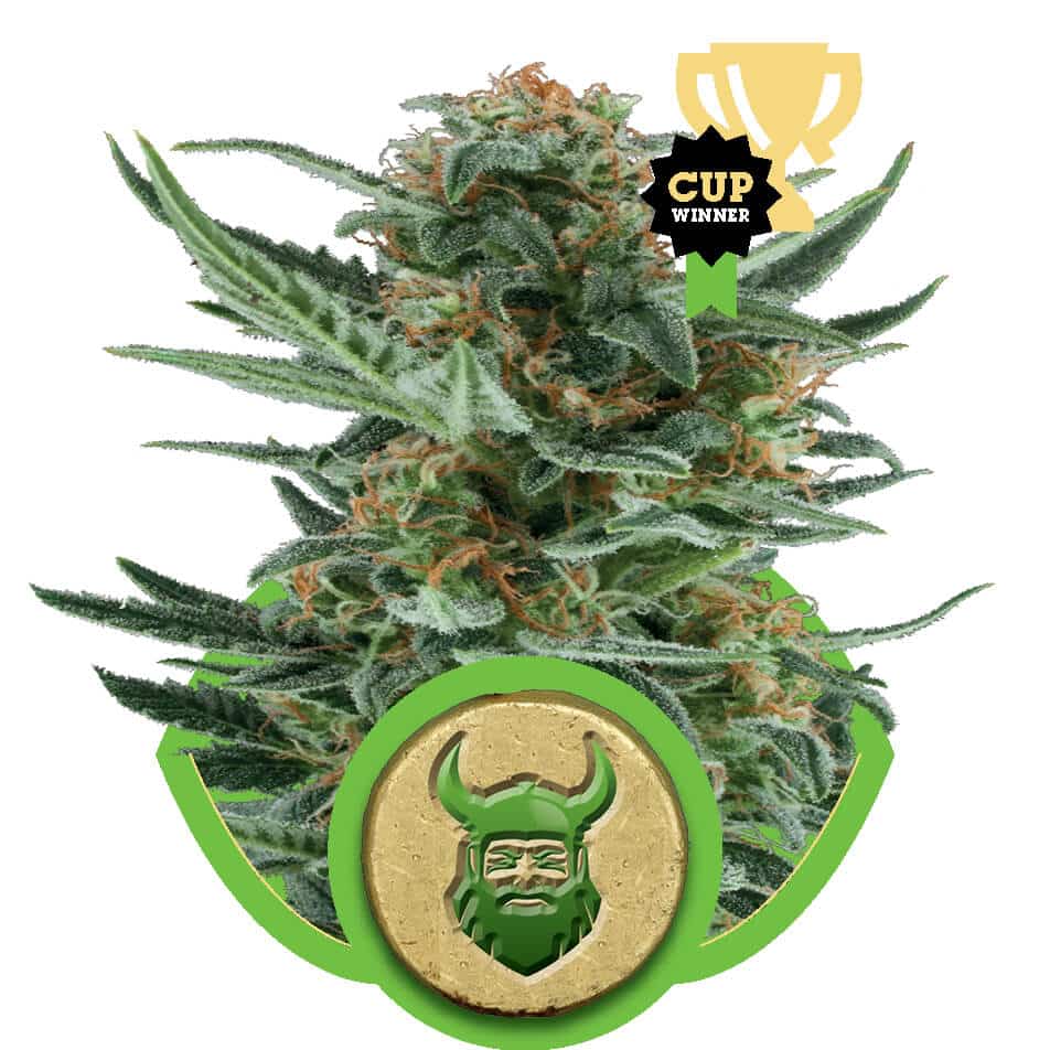 Royal Dwarf, de kleinste autoflower uit de collectie. Nu bij Plantarium!