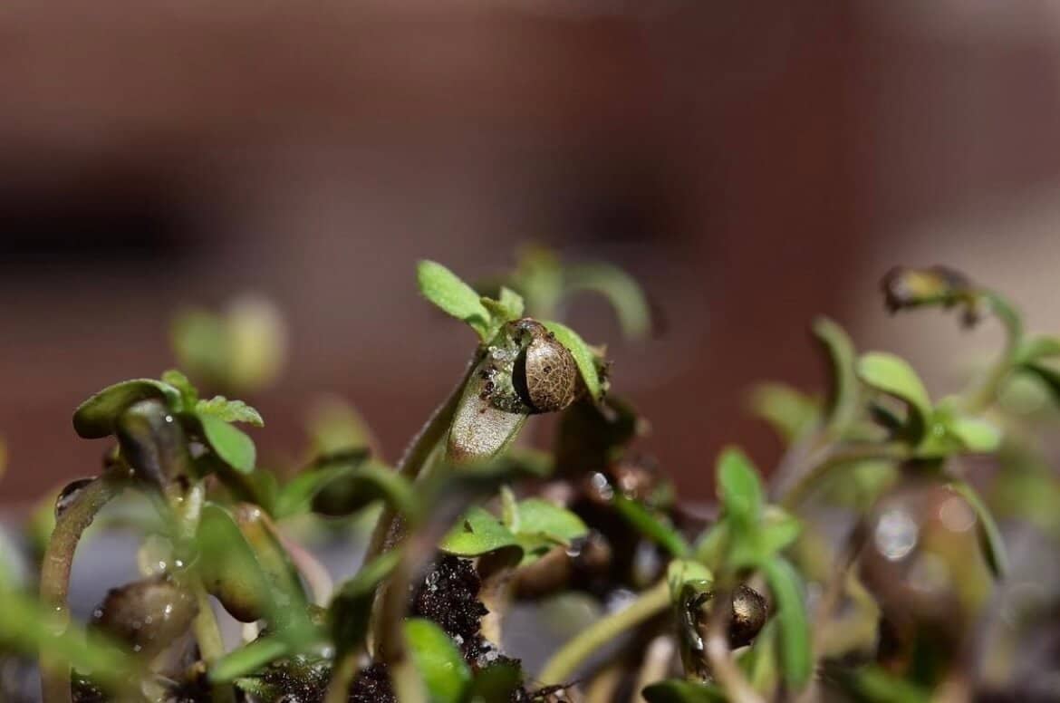 Hoe ontkiem je wietzaadjes? - Plantarium